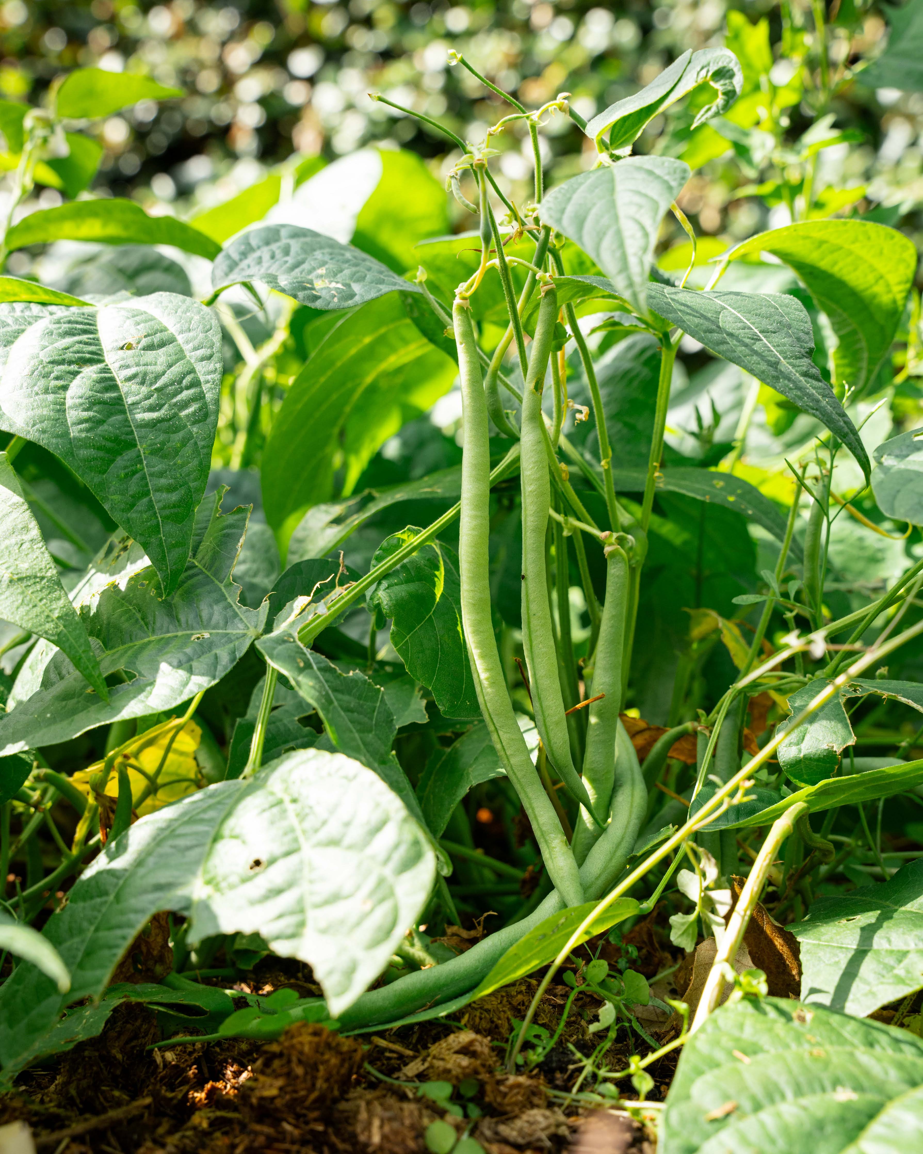 Cupidon - Dwarf French Bean – The Seed Saving Network