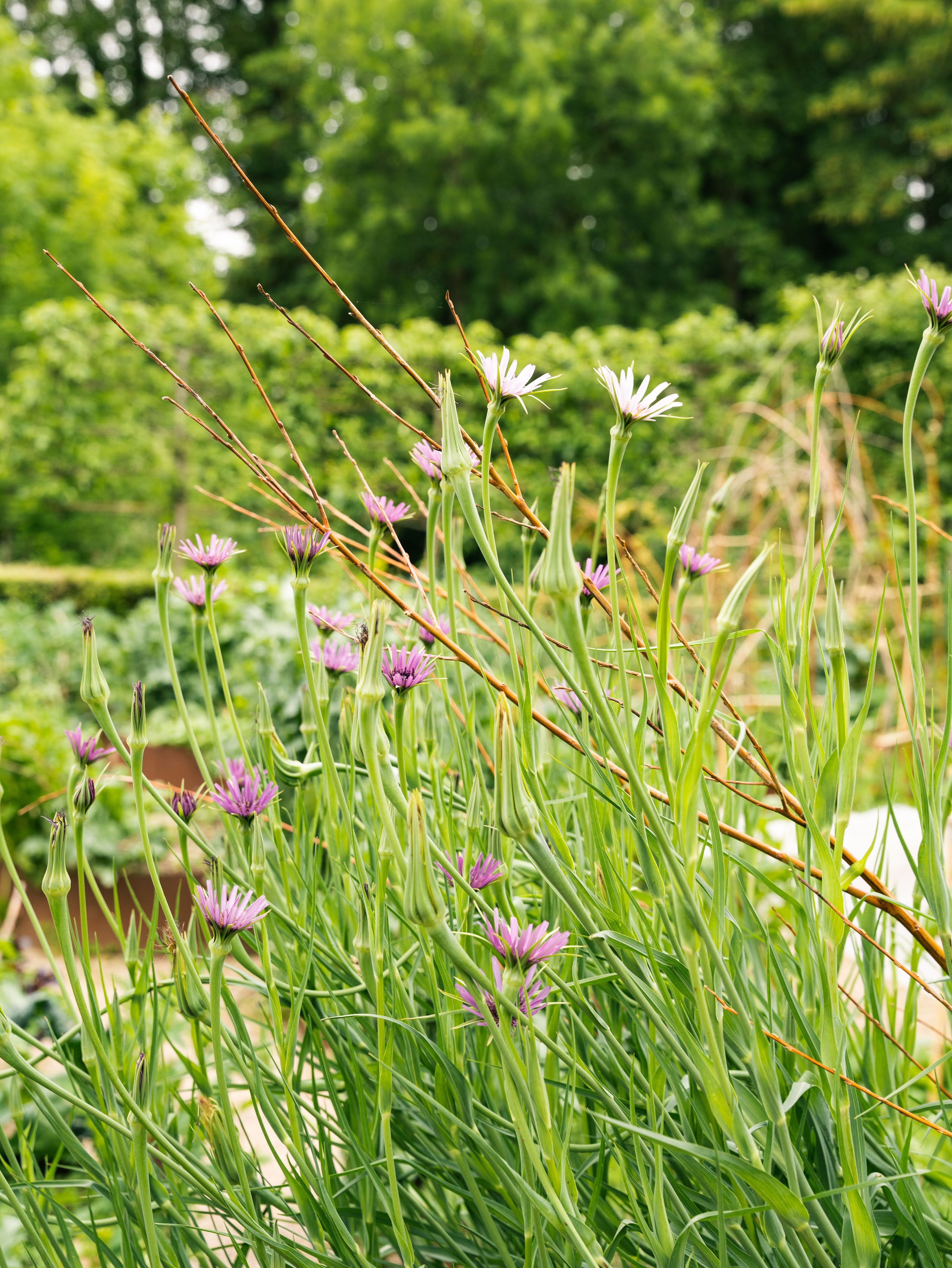 Scorzonera - White Salsify – The Seed Saving Network