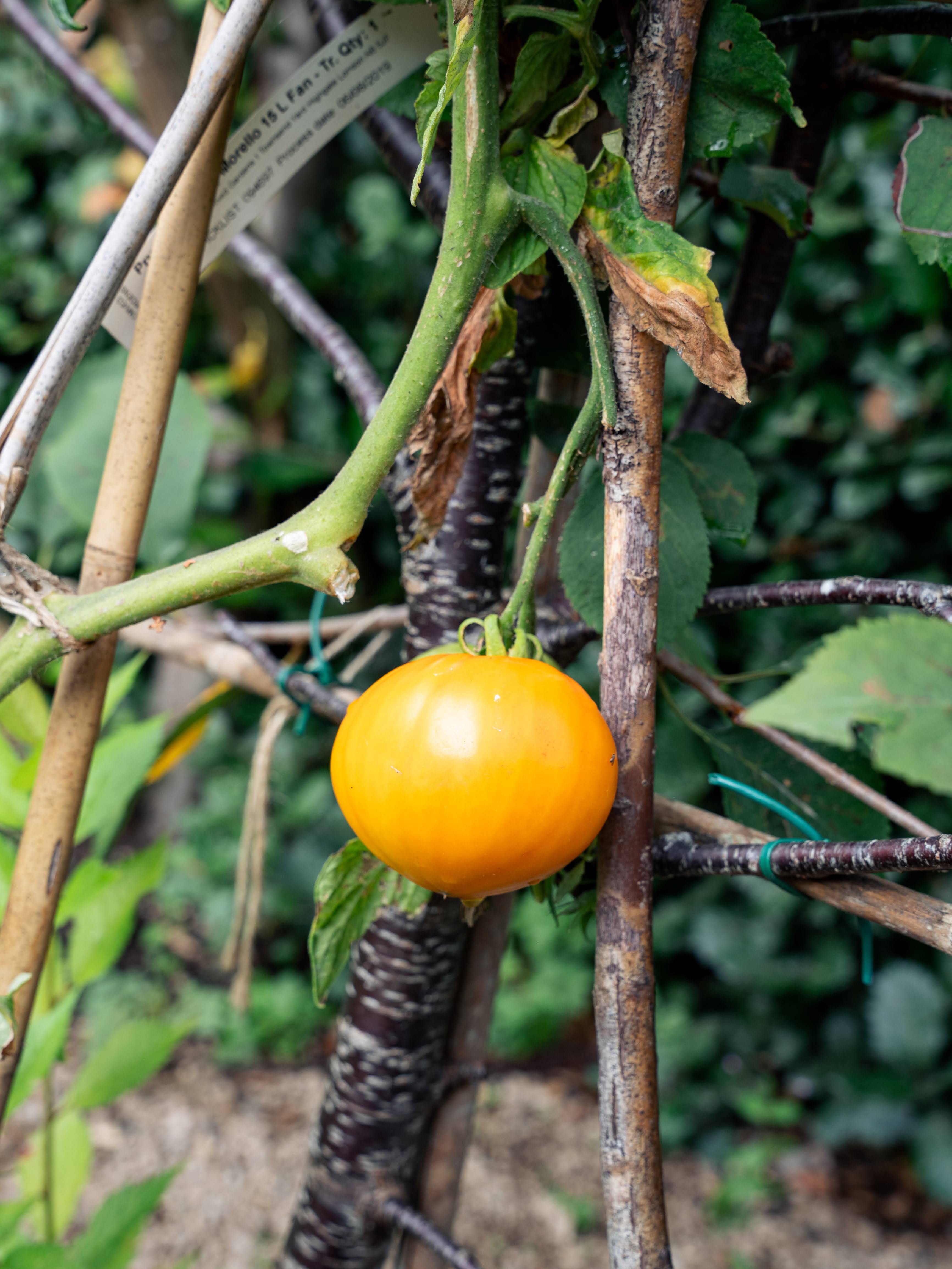 Persimmon - Tomato – The Seed Saving Network