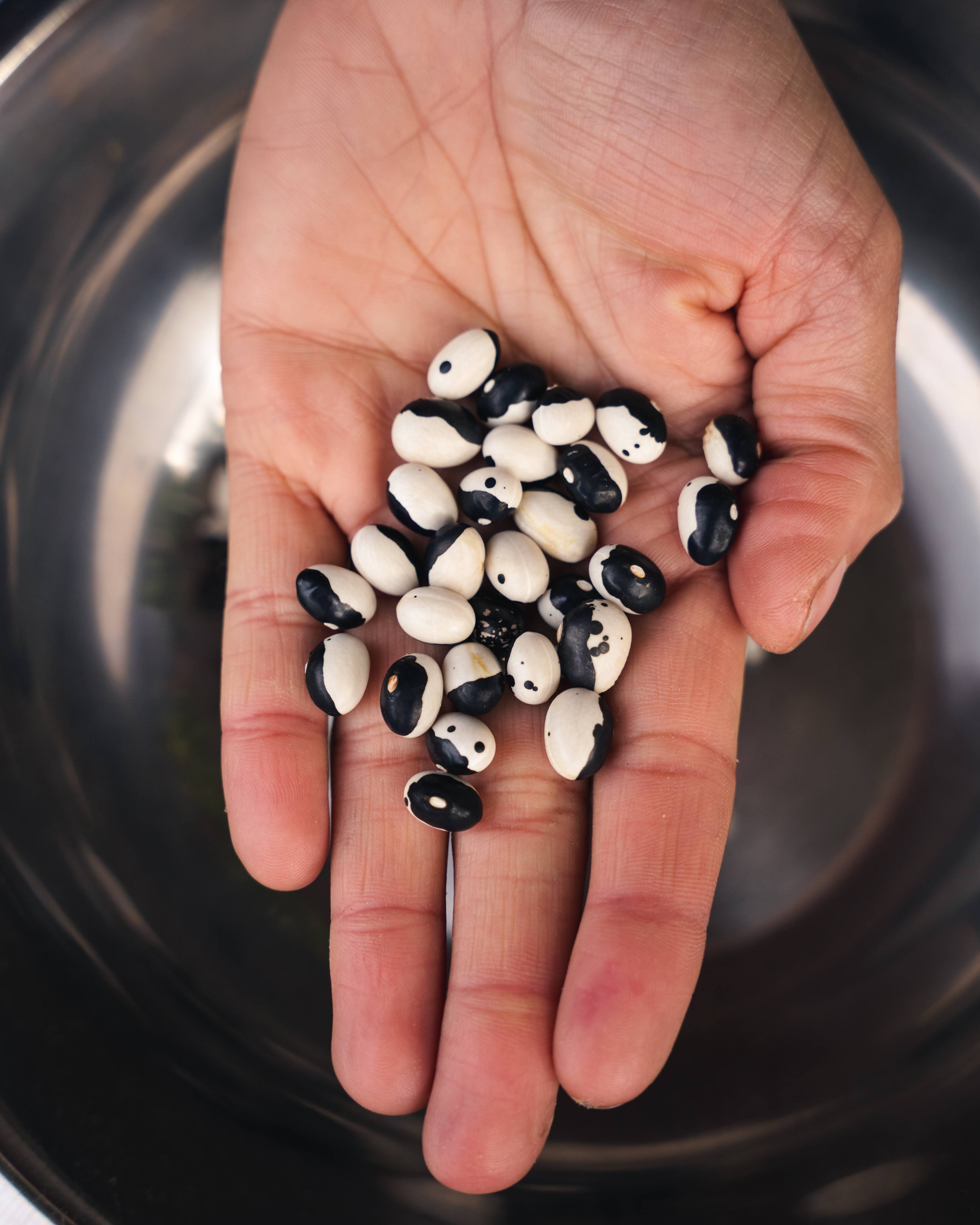 Yin Yang Bean - Dwarf French Bean – The Seed Saving Network